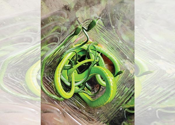 हरणटोळ सापाने बरणीतच दिला 6 पिल्लांना जन्म! - Raigad Times