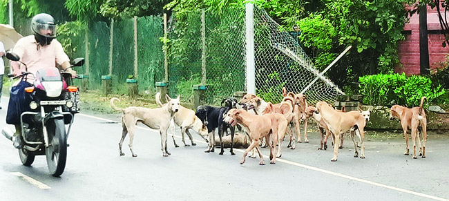 धाटाव परिसरातील भटक्या कुत्र्यांची दहशत. - Raigad Times