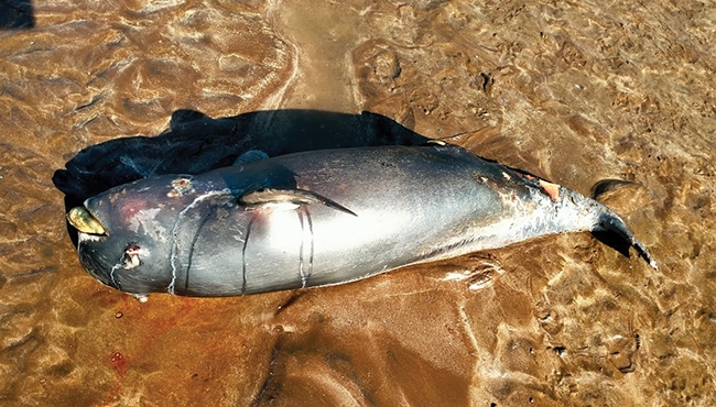 मुरूडच्या समुद्रकिनारी आढळला दुर्मिळ 3 फुटी मृत डॉल्फिन ! - Raigad Times